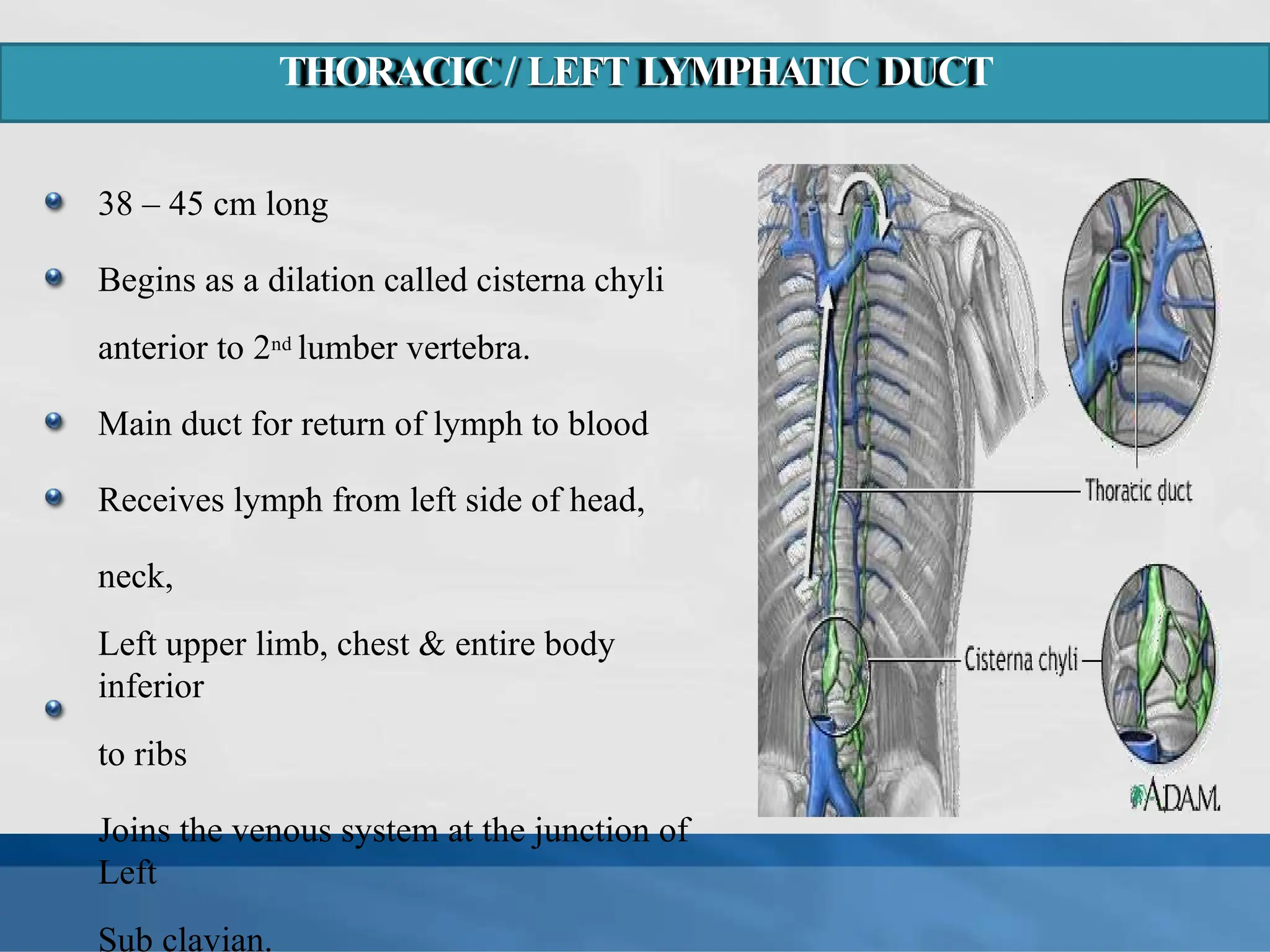 Lymph nodes of head and neck gross anatomy | PPTX