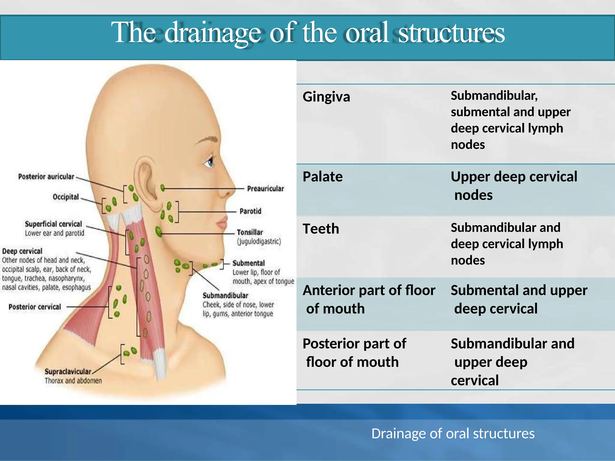 Lymph nodes of head and neck gross anatomy | PPTX