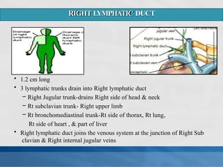Lymph nodes of head and neck gross anatomy | PPTX