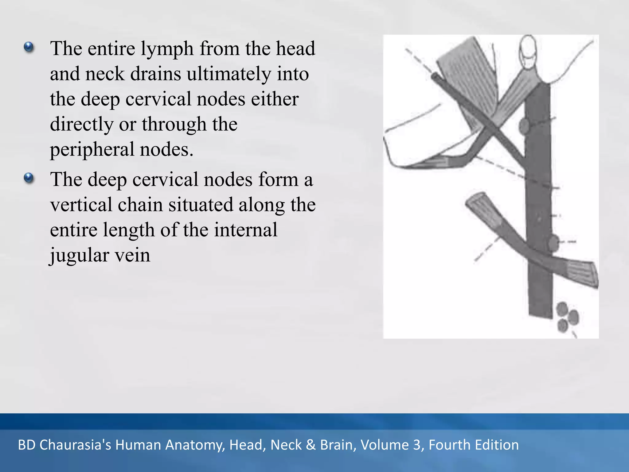 Lymph nodes of head and neck: Normal anatomy and applied aspect | PPTX