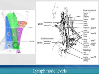 Lymph nodes of head and neck: Normal anatomy and applied aspect | PPTX