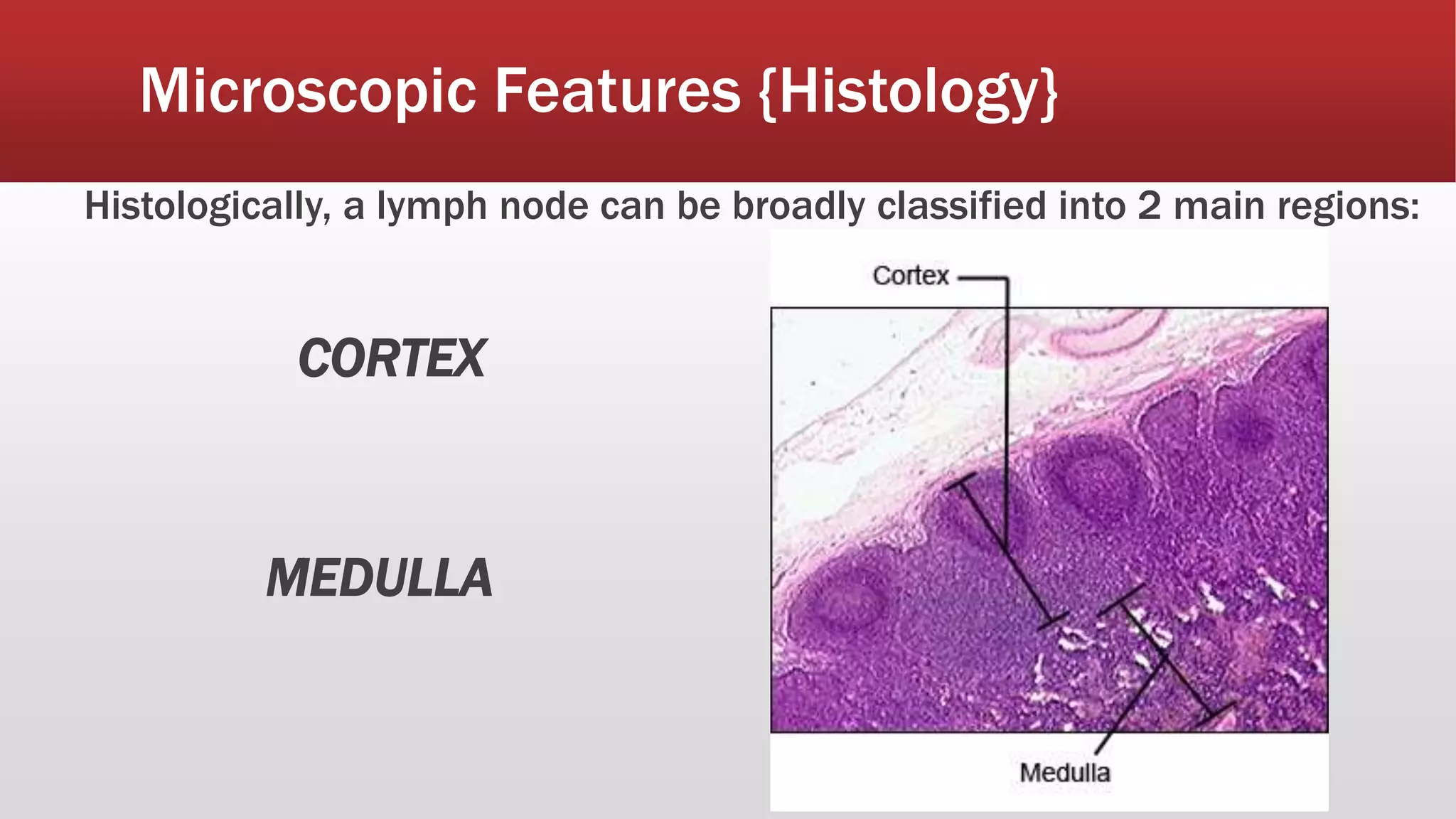 Lymph Node - A Histologcal Overview | PPTX