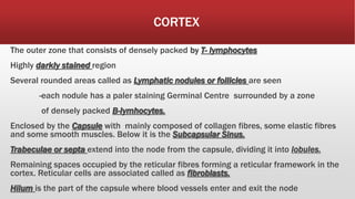 Lymph Node - A Histologcal Overview | PPTX