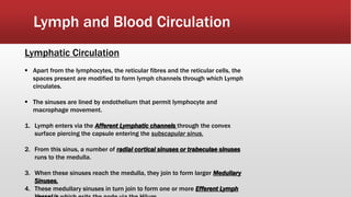 Lymph Node - A Histologcal Overview | PPTX