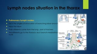 Lymph nods situations in the thorax.pptx