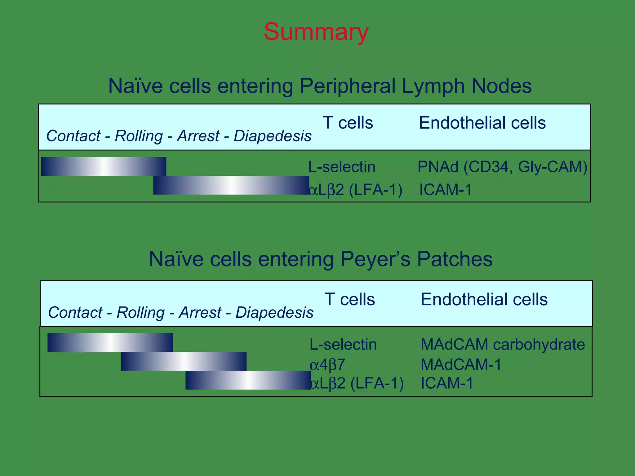 Lymphocyte Migration | PPT