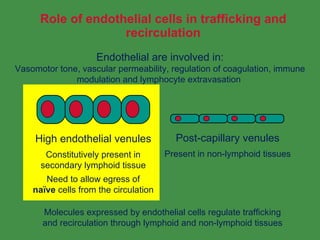 Lymphocyte Migration | PPT