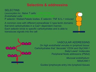 Lymphocyte Migration | PPT