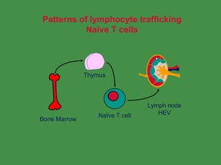 Lymphocyte Migration | PPT