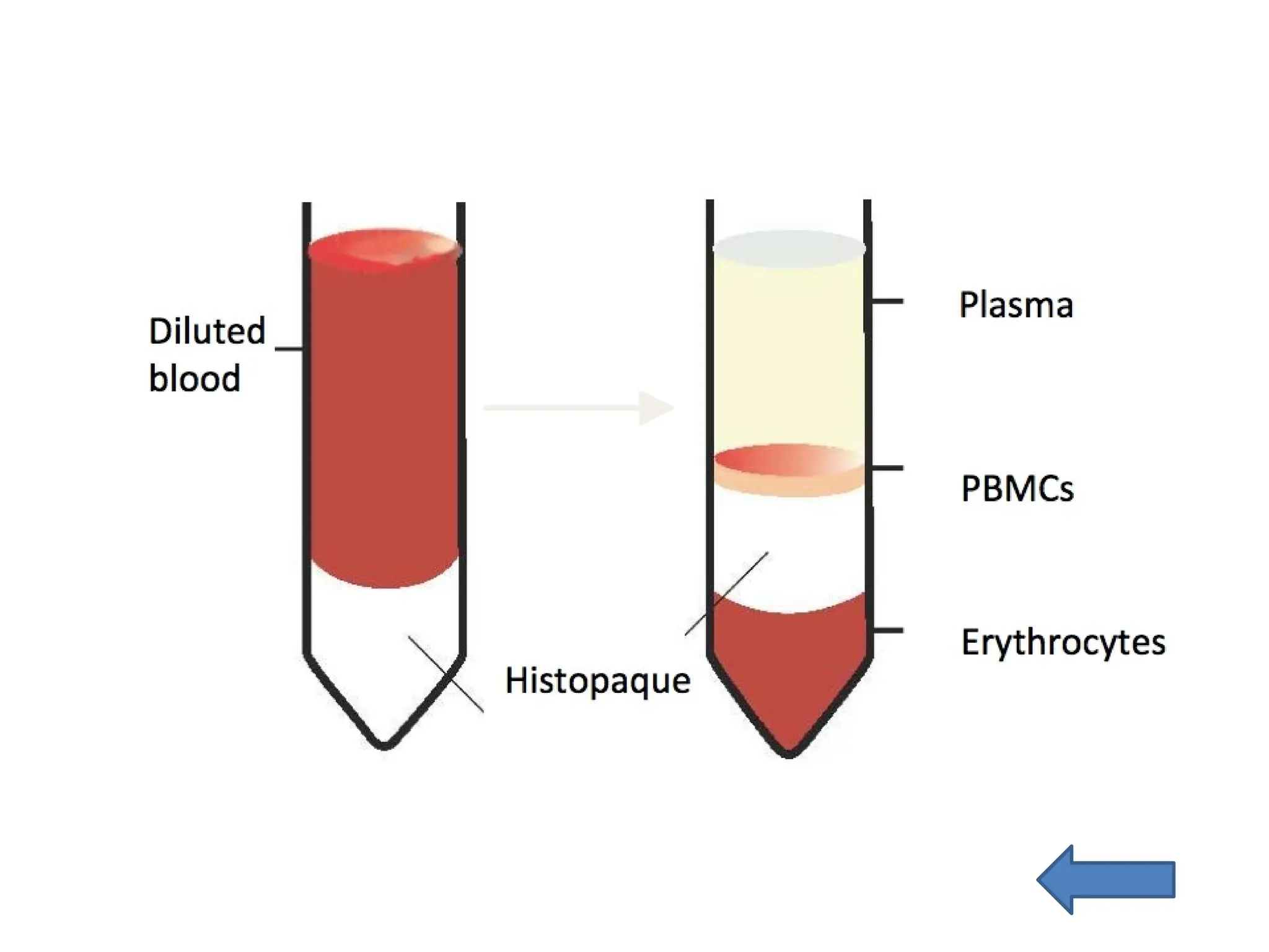 Lymphocyte preperation_Animal Cell Culture.pptx