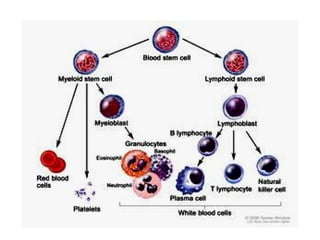Lymphocyte preperation_Animal Cell Culture.pptx | Free Download