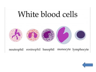Lymphocyte preperation_Animal Cell Culture.pptx