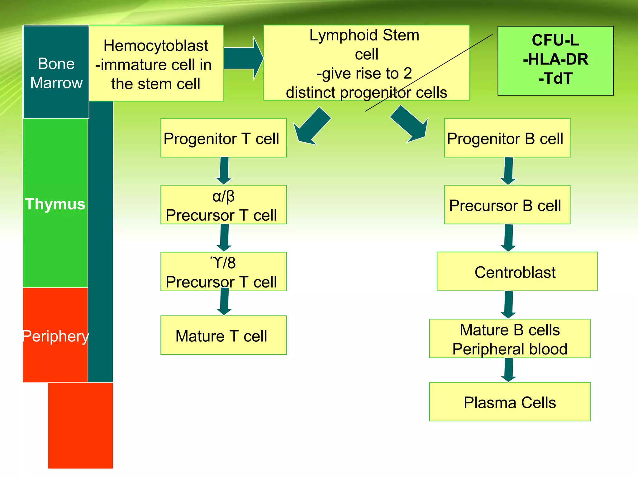 Lymphocyte production and maturation | PPT