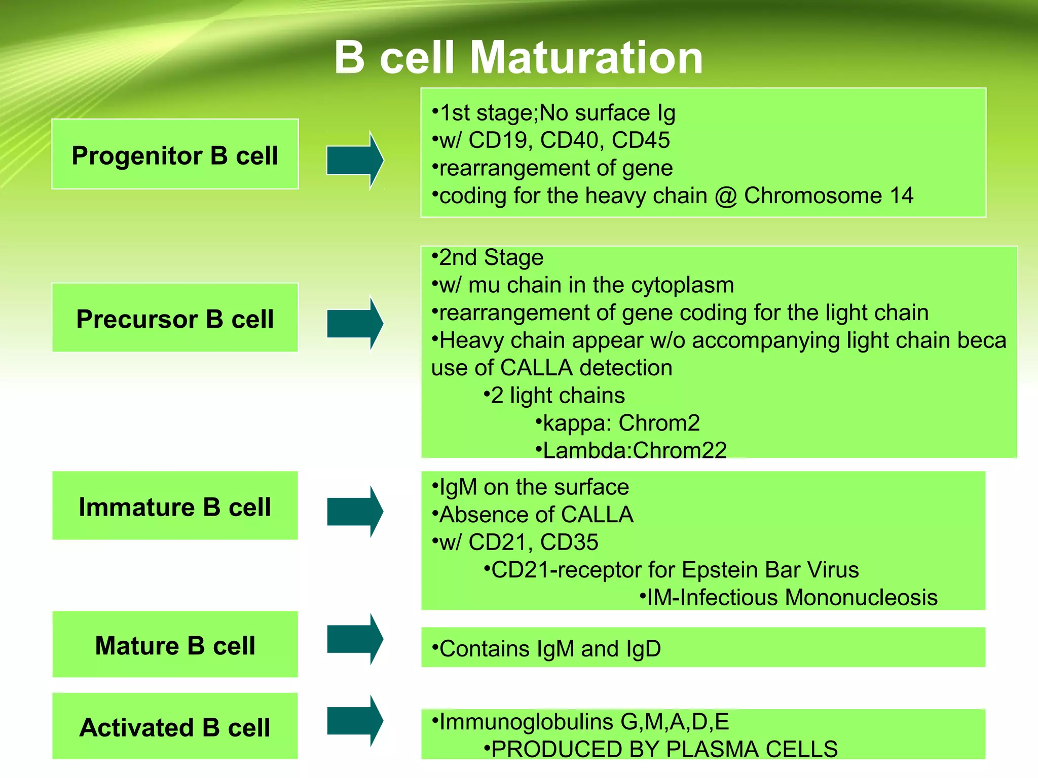 Lymphocyte production and maturation | PPT