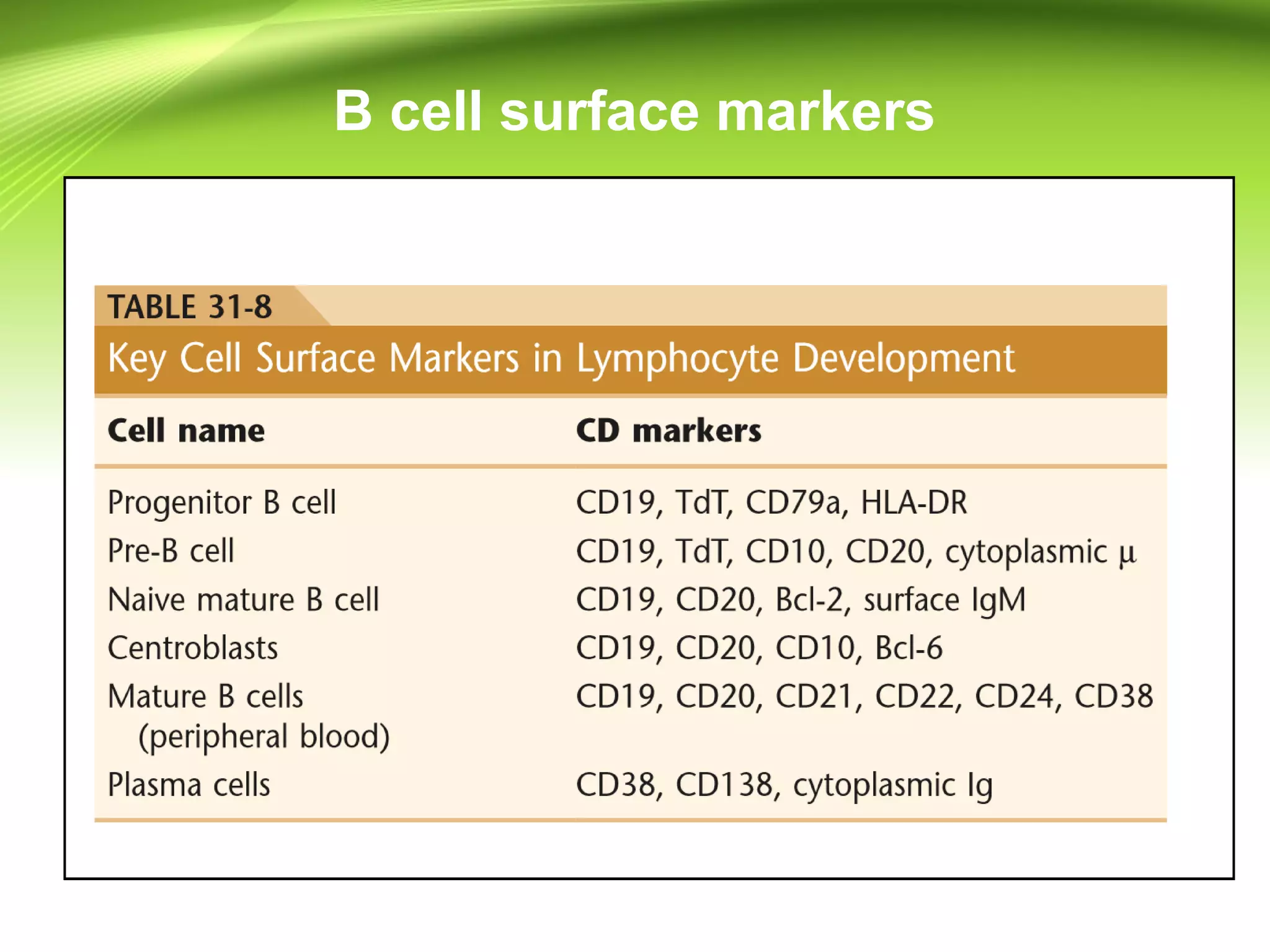 Lymphocyte production and maturation | PPT
