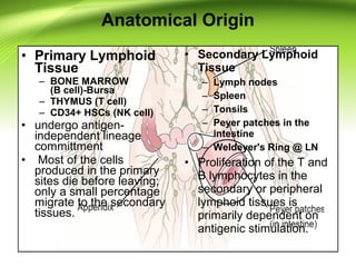 Lymphocyte production and maturation | PPT