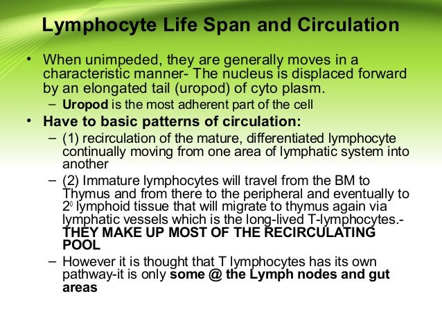 Lymphocyte production and maturation