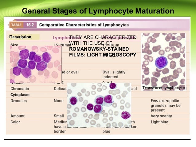 Lymphocyte production and maturation