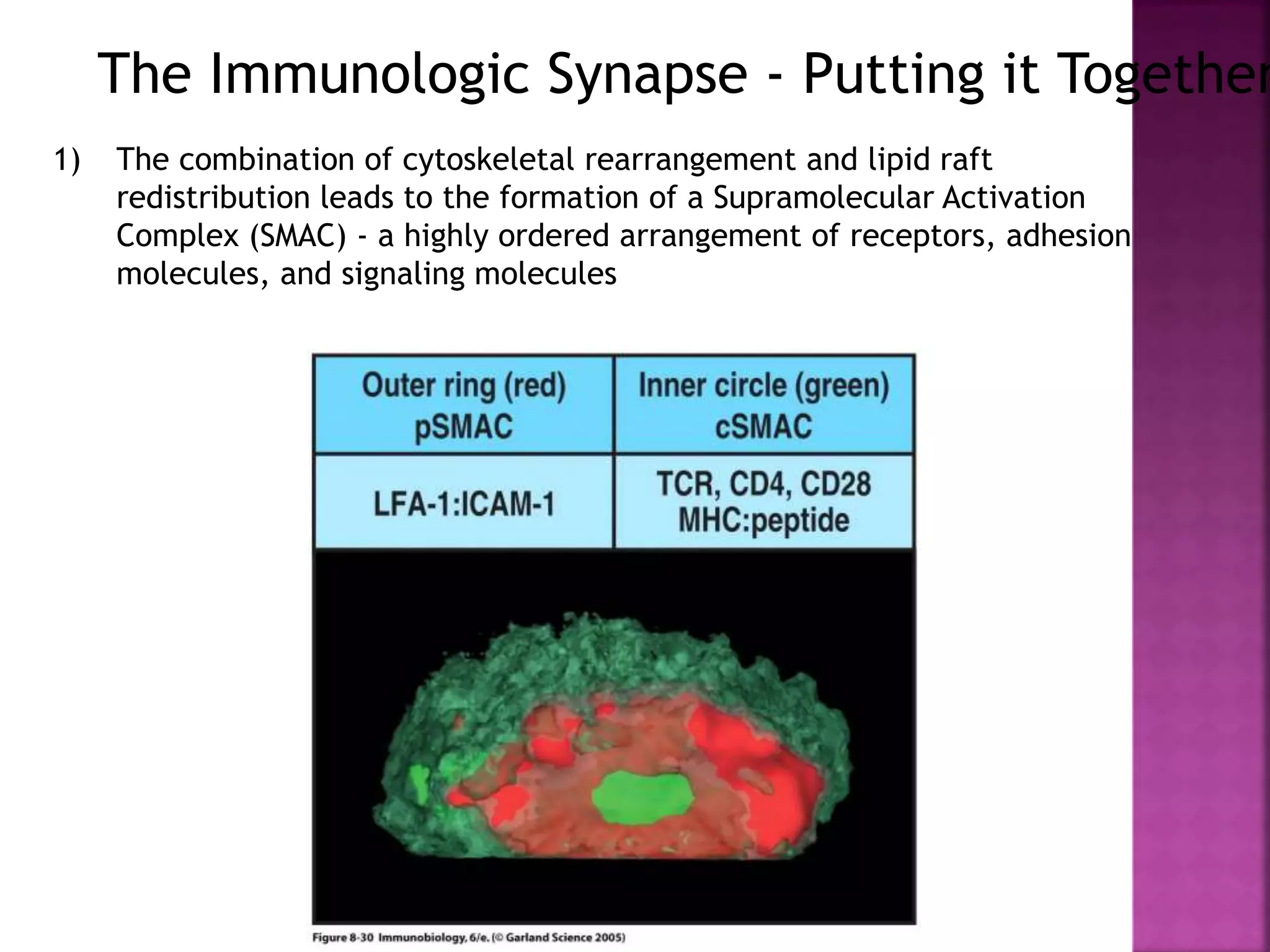 Lymphocytes | PPTX