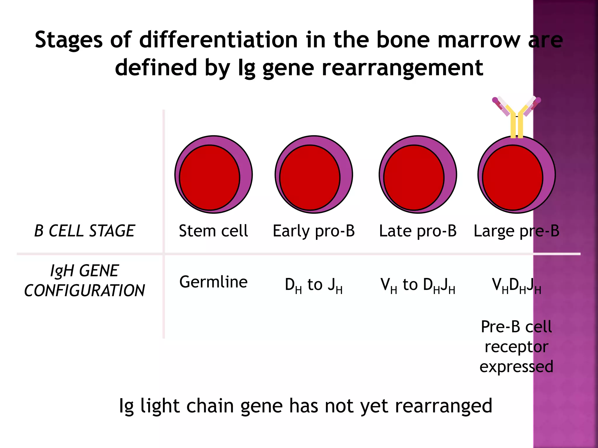Lymphocytes | PPTX