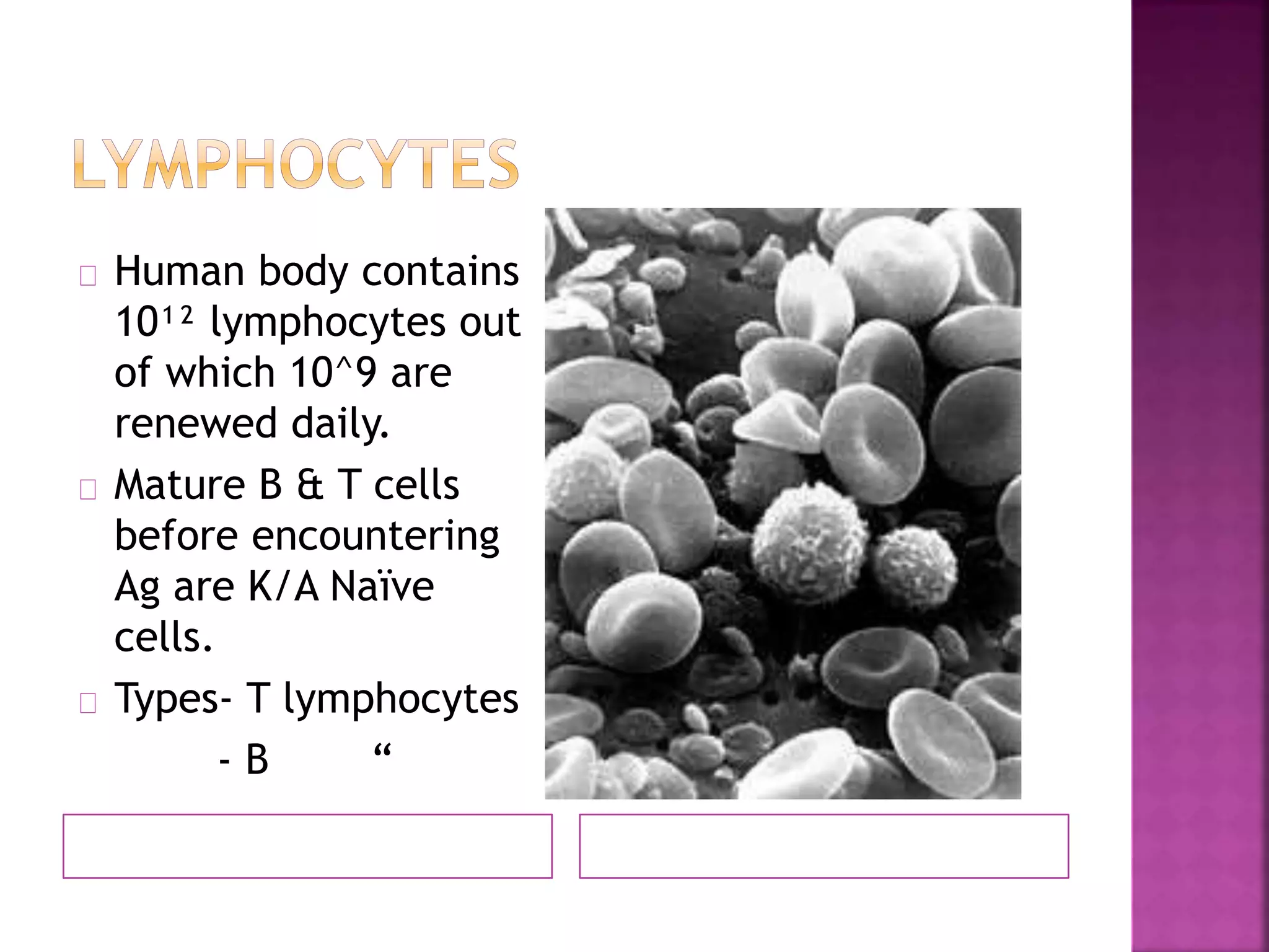 Lymphocytes | PPTX
