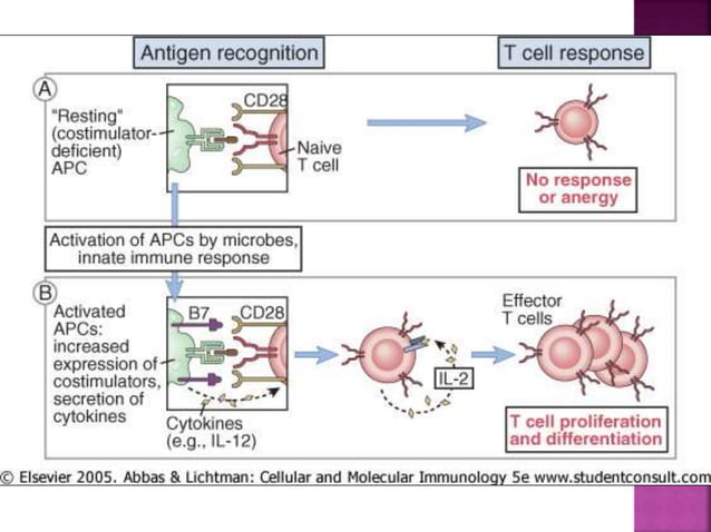 Lymphocytes | PPTX | Biological Sciences | Science