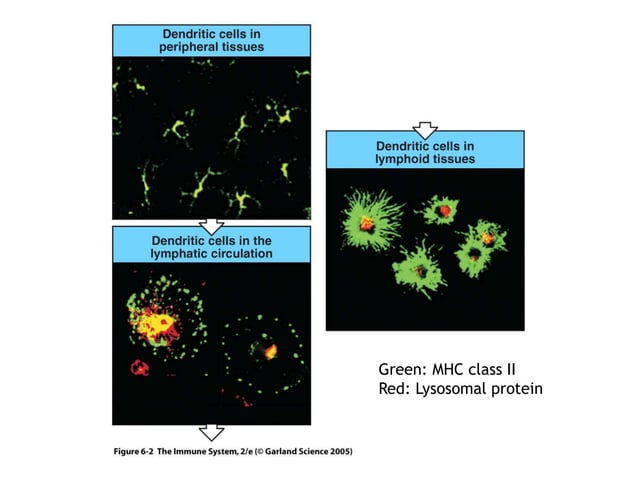 Lymphocytes | PPTX | Biological Sciences | Science