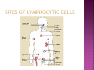 Lymphocytes | PPTX
