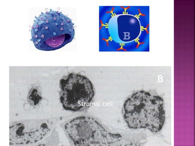 Lymphocytes | PPTX | Biological Sciences | Science