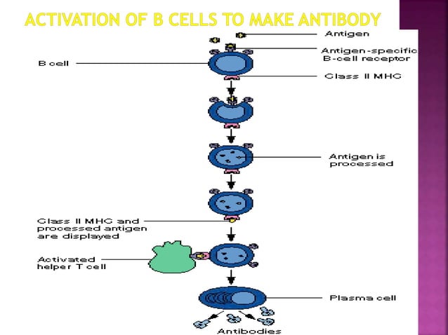 Lymphocytes | PPTX | Biological Sciences | Science