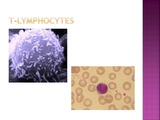 Lymphocytes Under Microscope