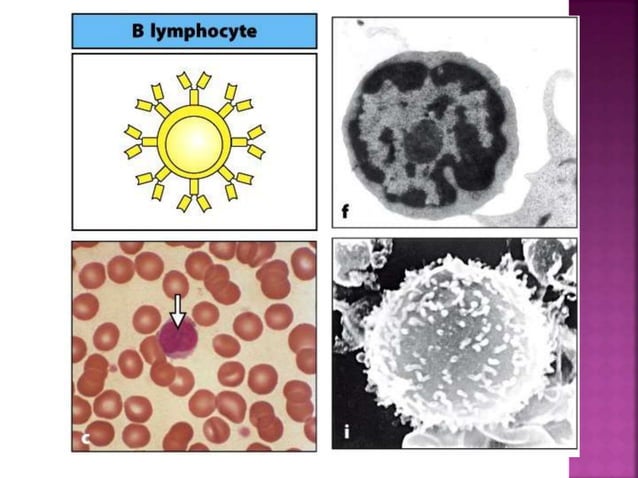 Lymphocytes