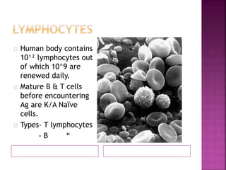 Types Of Lymphocytes