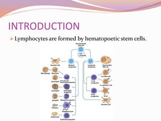 Lymphocytes Diagram