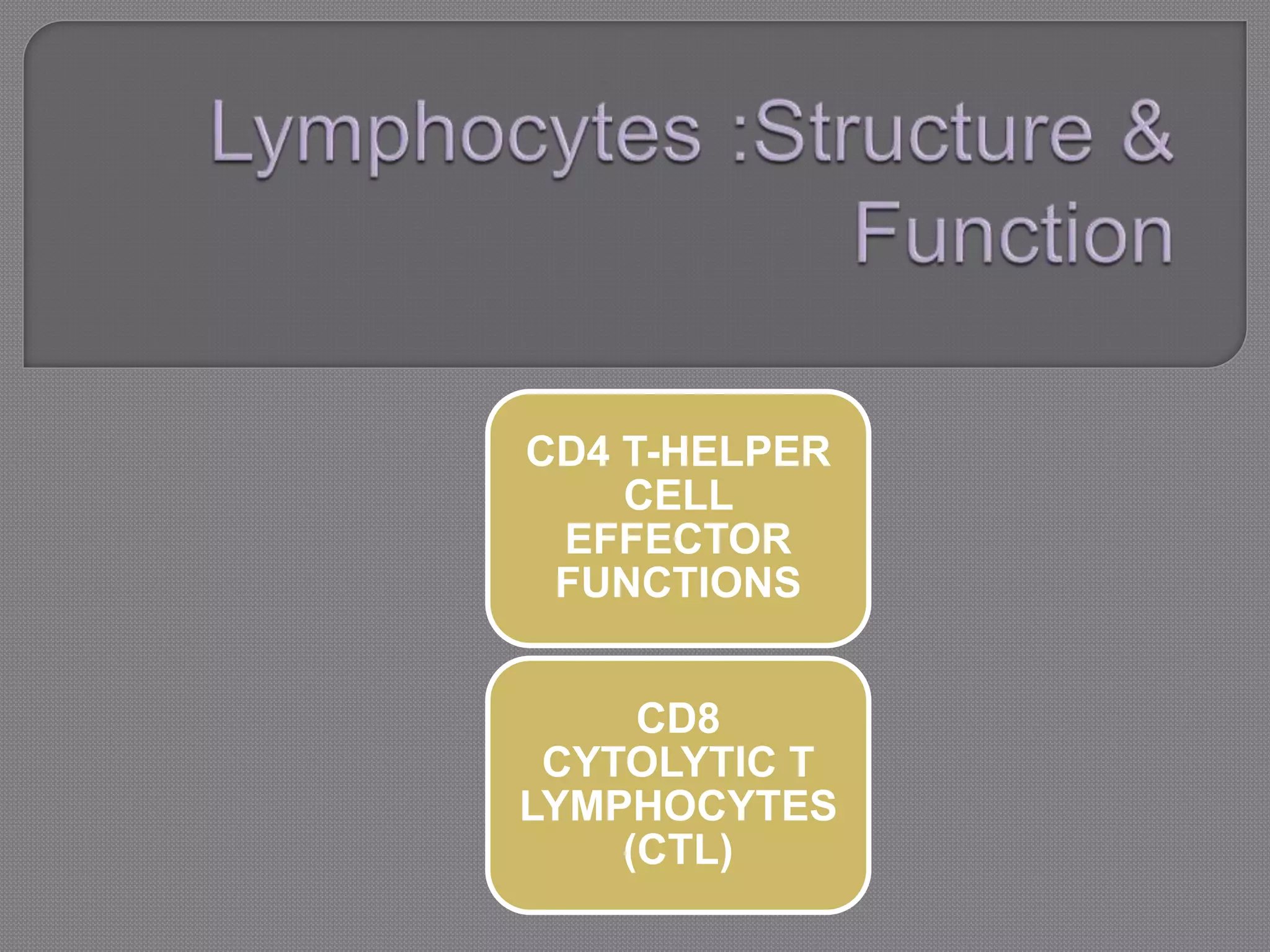 Lymphocytes : Structure & immunological Function | PPTX