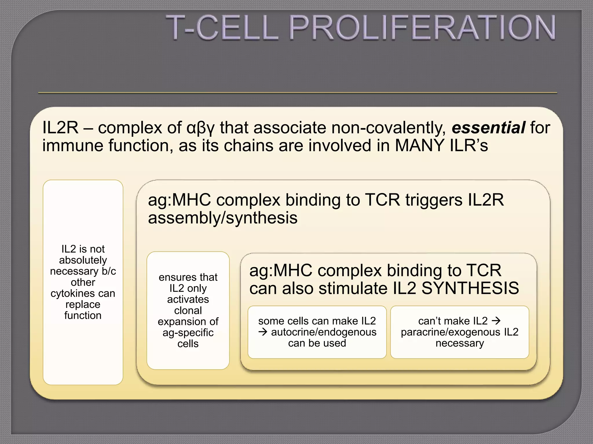 Lymphocytes : Structure & immunological Function | PPTX