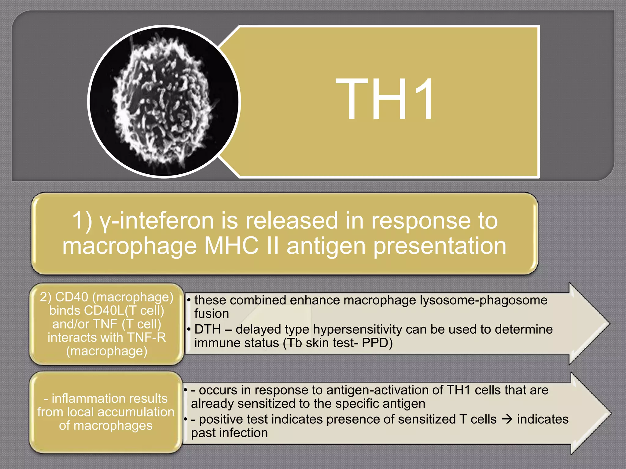 Lymphocytes : Structure & immunological Function | PPTX