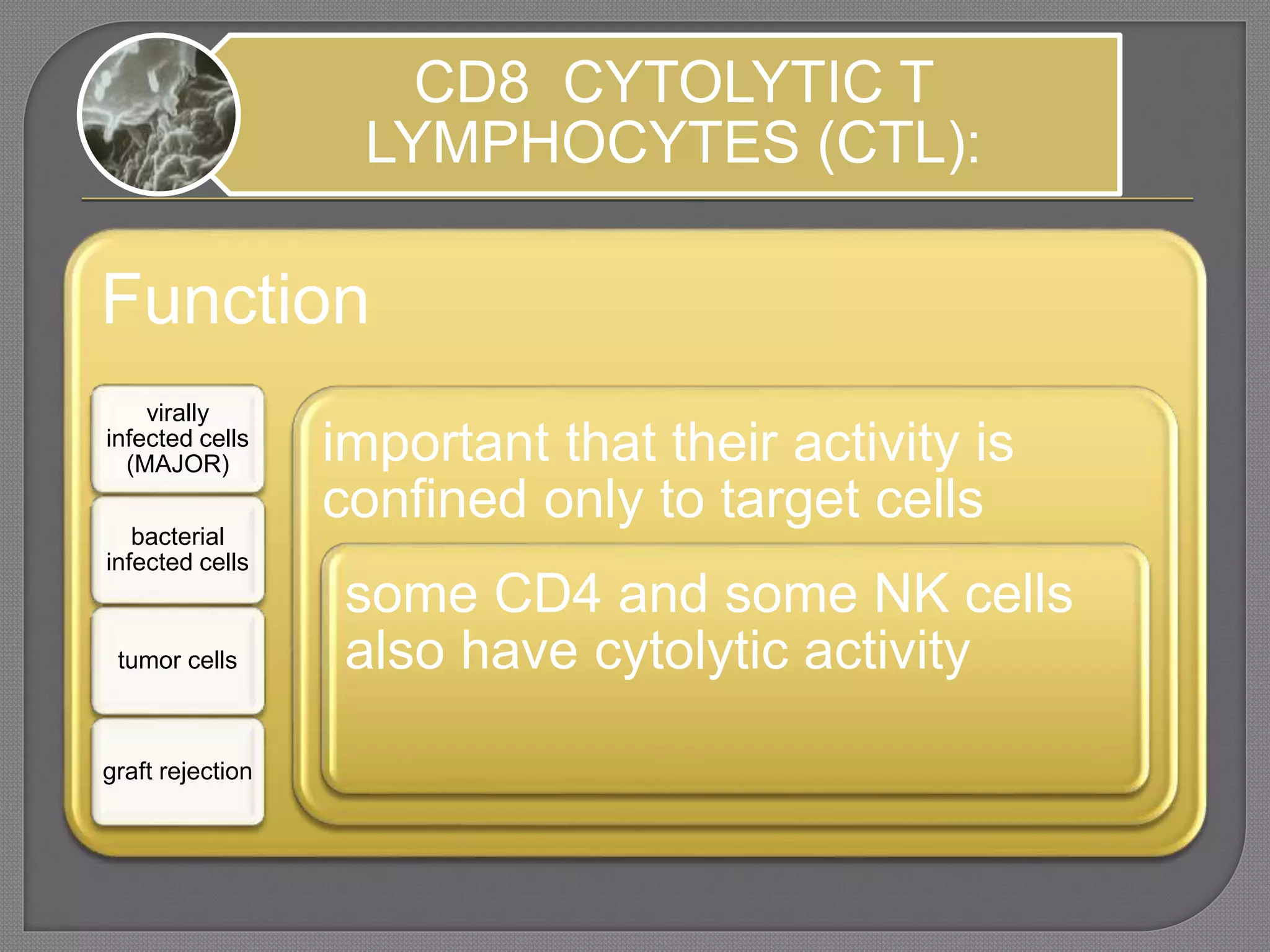 Lymphocytes : Structure & immunological Function | PPTX