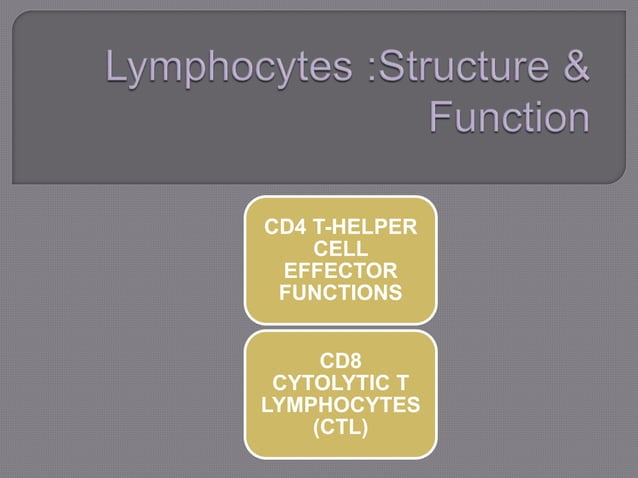 Lymphocytes : Structure & immunological Function | PPT