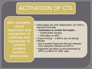 Lymphocytes : Structure & immunological Function | PPTX