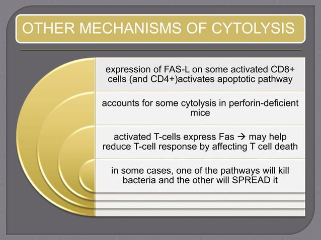 Lymphocytes Structure And Immunological Function Ppt