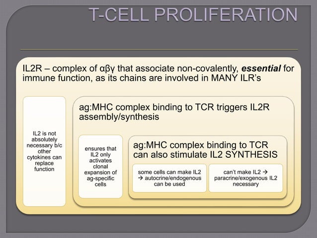 Lymphocytes Structure And Immunological Function Ppt