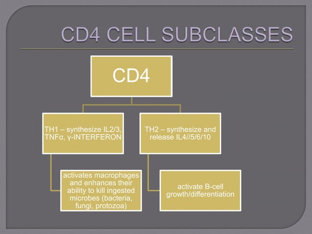 Lymphocytes : Structure & immunological Function | PPT