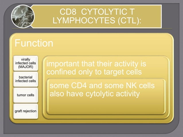 Lymphocytes : Structure & immunological Function | PPT