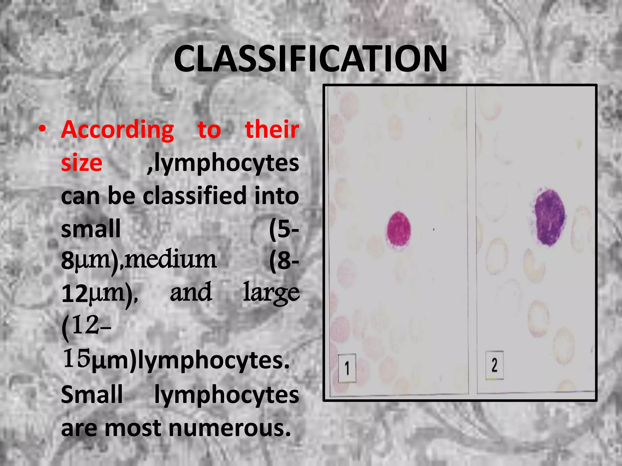 Lymphocytes | PPTX