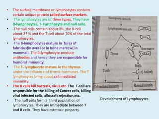 Lymphocytes -Types | PPTX