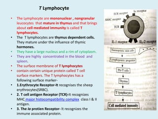 Lymphocytes -Types | PPTX
