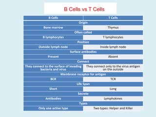 Lymphocytes -Types | PPTX