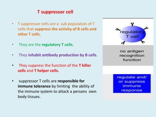 Suppressor T Cells