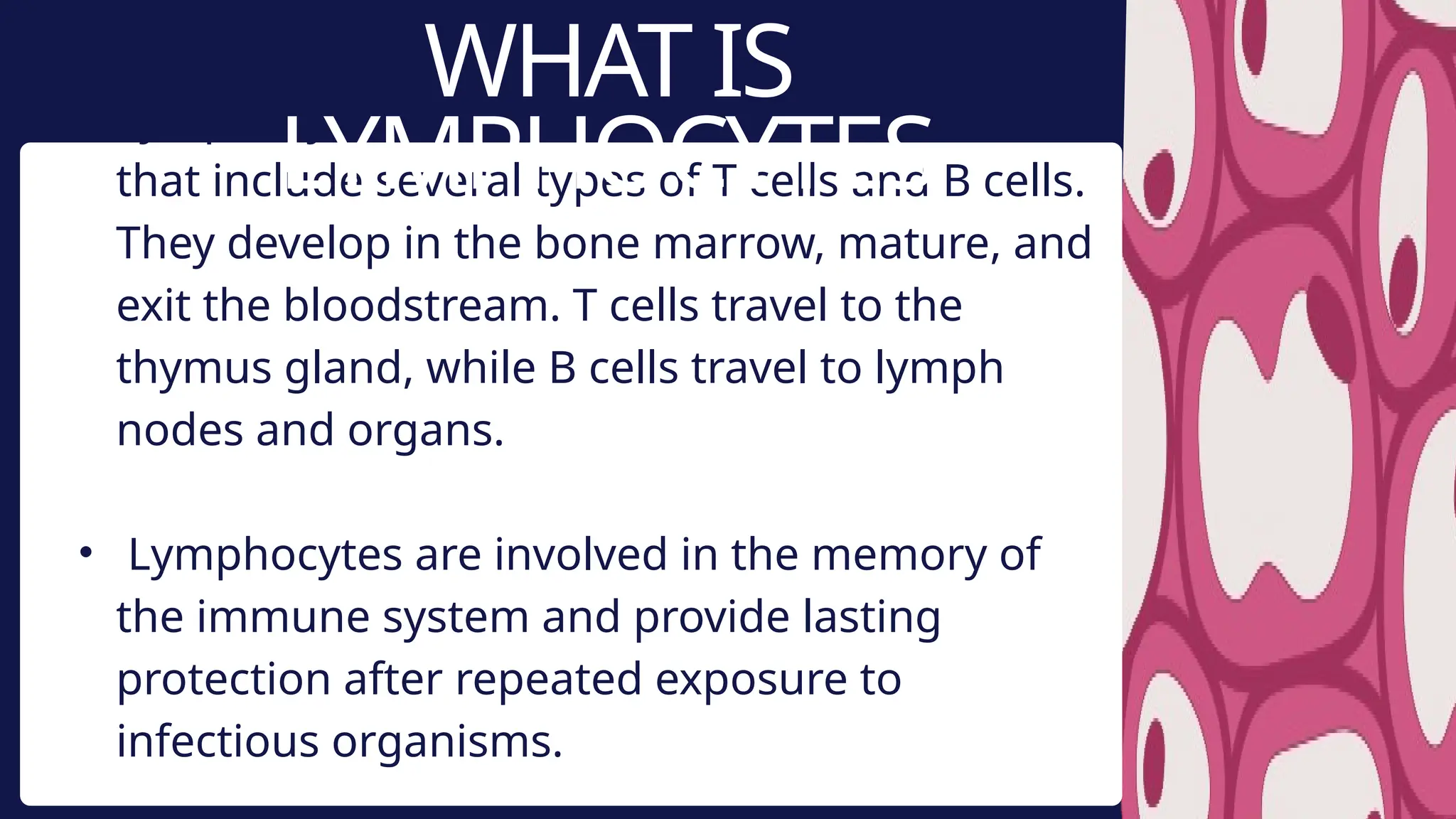 Lymphocytes and its functions and diseases. | PPT